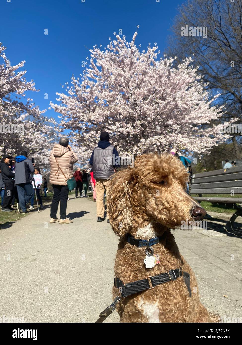GOLDEN DOODLE DOG IN FRONT OF CHERRY BLOSSOM TREES AT TRINITY BELLWOODS ...