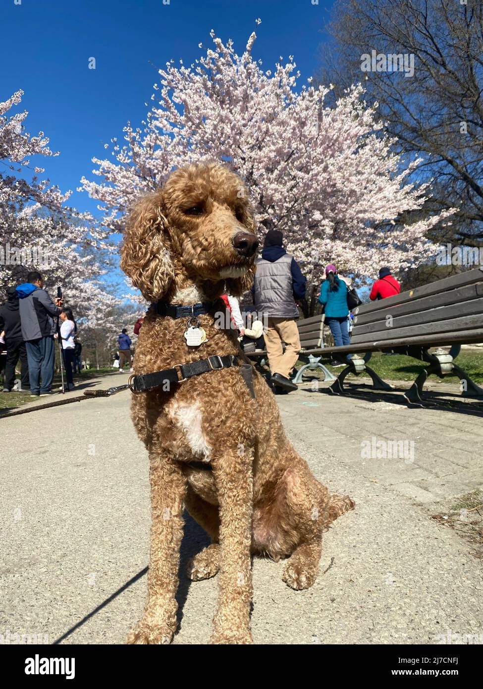GOLDEN DOODLE DOG IN FRONT OF CHERRY BLOSSOM TREES AT TRINITY BELLWOODS ...