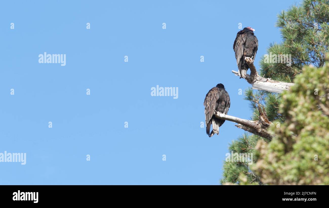 Turkey vulture, pine tree branch, scavenger carnivorous buzzard waiting ...