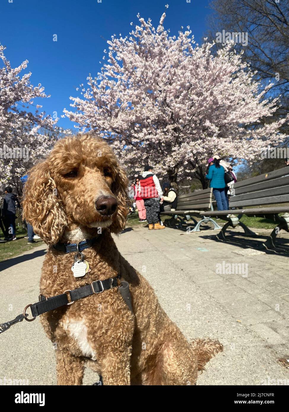 GOLDEN DOODLE DOG IN FRONT OF CHERRY BLOSSOM TREES AT TRINITY BELLWOODS ...