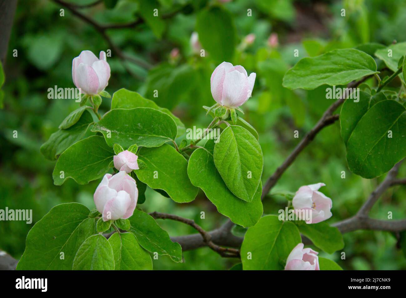 Quince tree branches and flowers. Quince fruit tree in the orchard ...