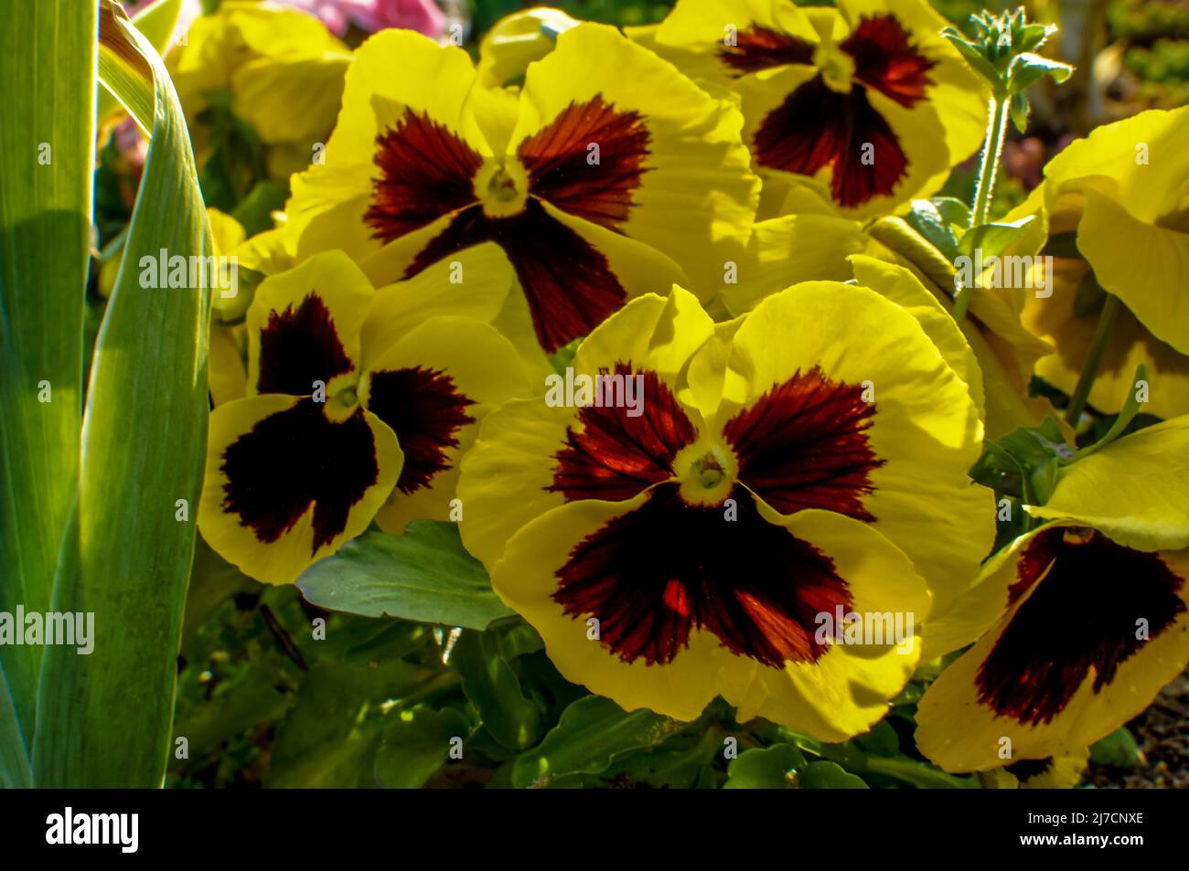 Delta Red Pansy With Yellow Wing