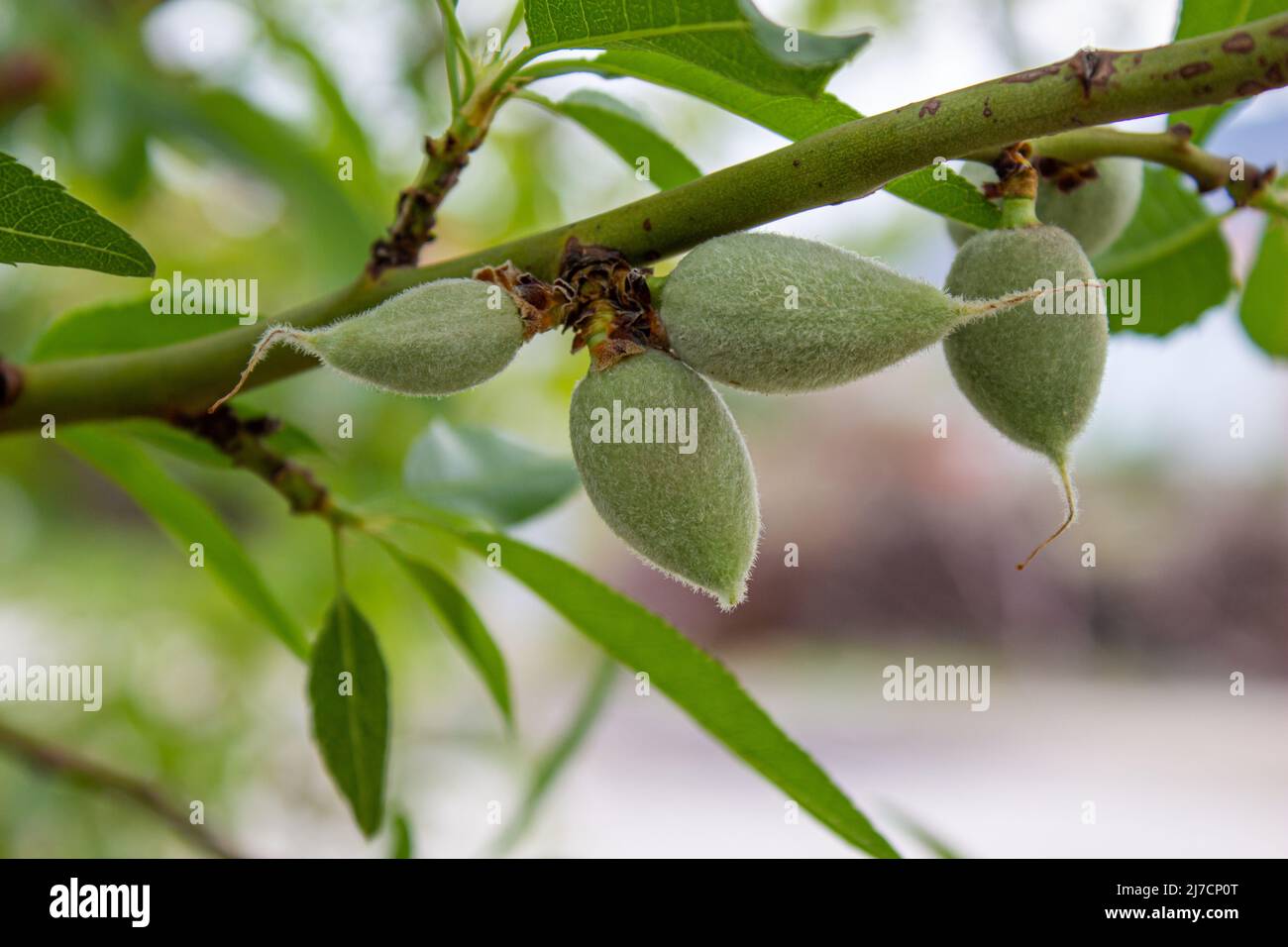 Almond tree and fruit hi-res stock photography and images - Alamy