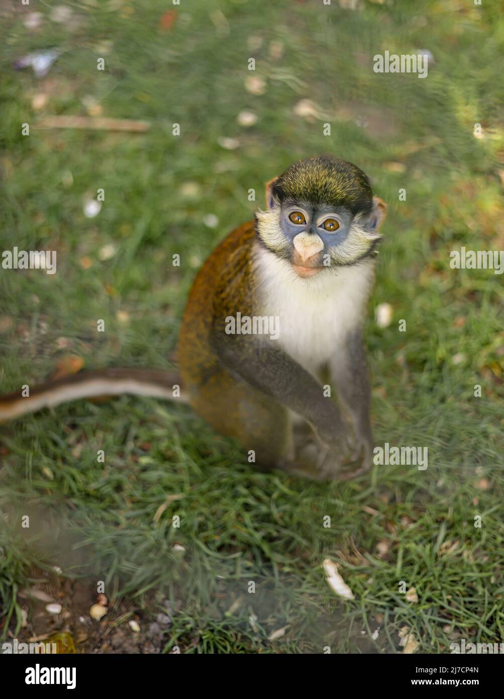 Red-tailed monkey, Red-tailed guenon, coppertail monkey, sits on grass ...