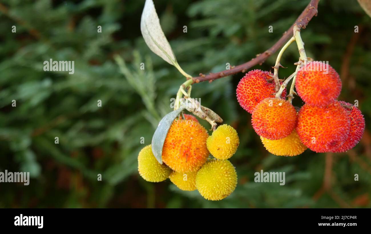 Irish strawberry tree hi-res stock photography and images - Alamy