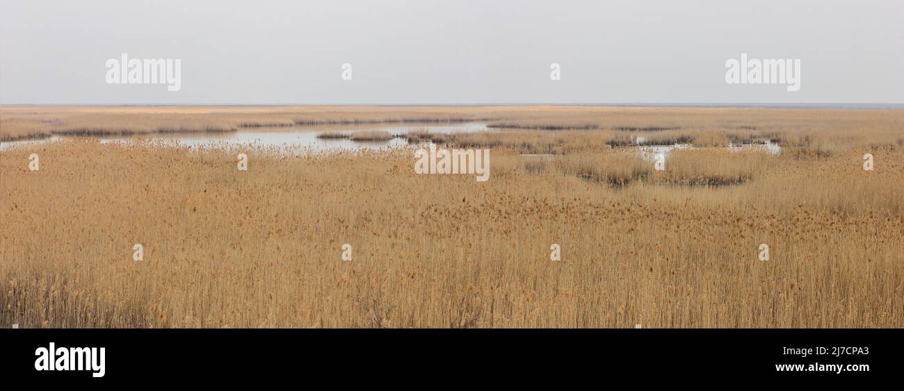 Dry reed on lake hi-res stock photography and images - Alamy