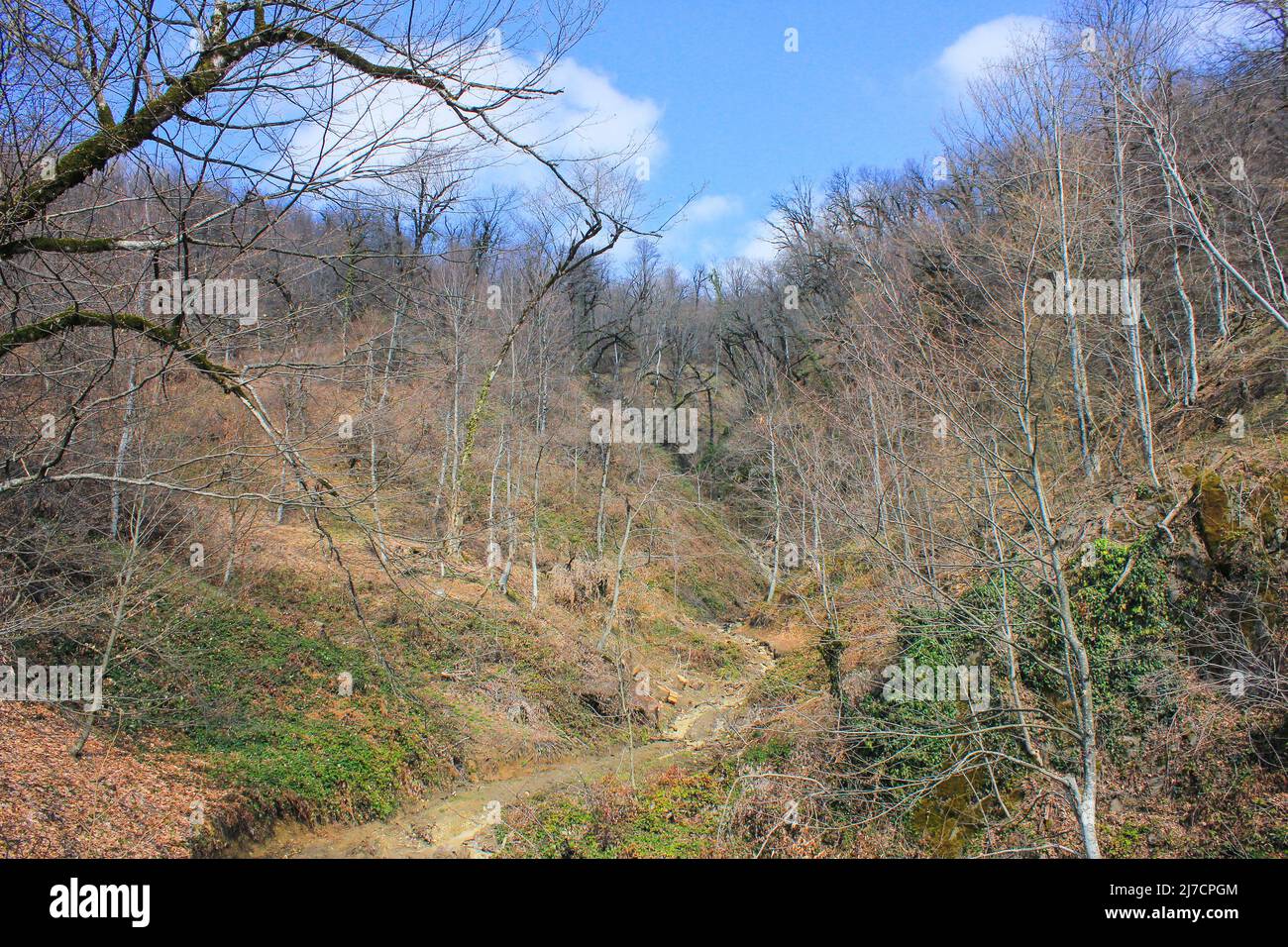 Beautiful spring forest in the mountains. Azerbaijan Stock Photo - Alamy