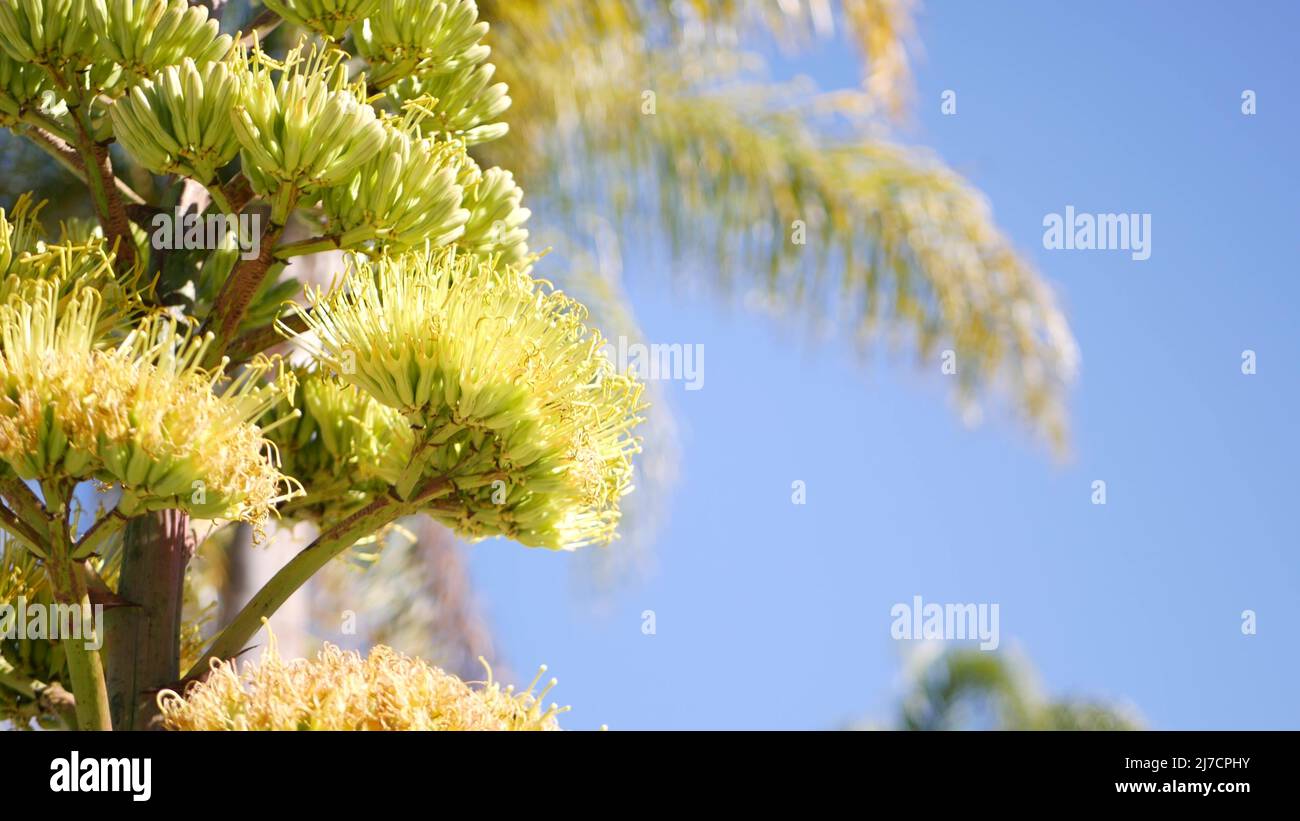 Yellow agave or aloe exotic flower panicle, century or sentry plant ...