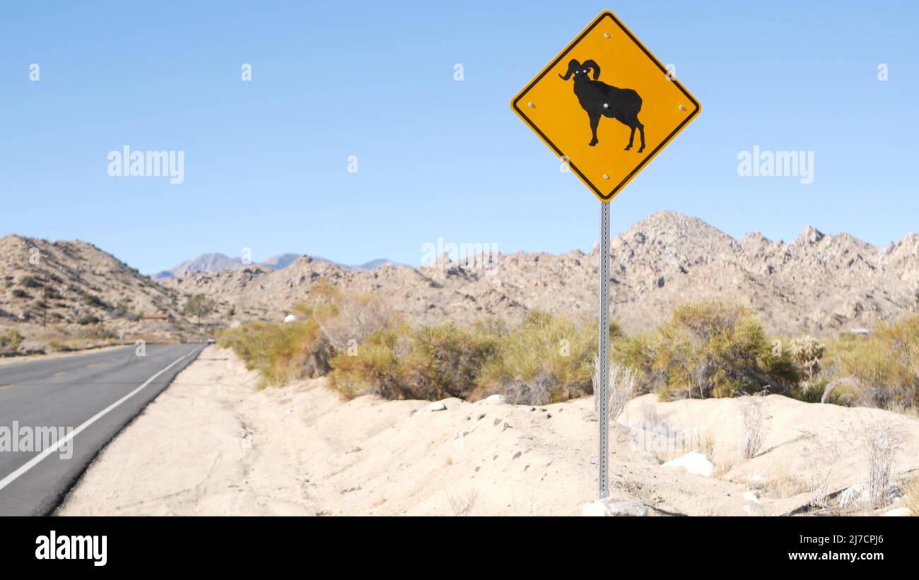 Bighorn sheep, ram crossing warning yellow sign, California USA. Wild ...