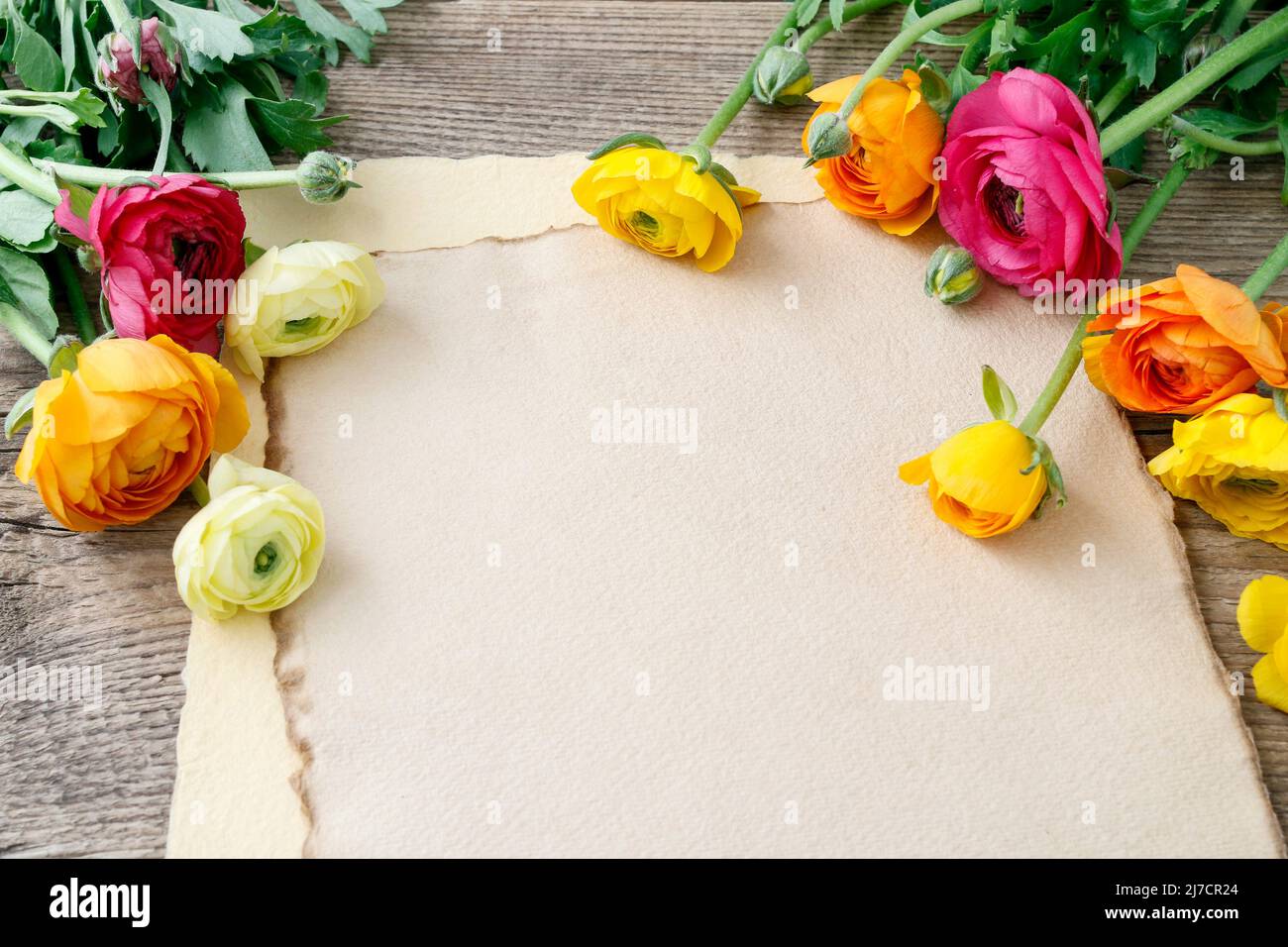 Colorful persian buttercup flowers (ranunculus) and vintage sheets of ...