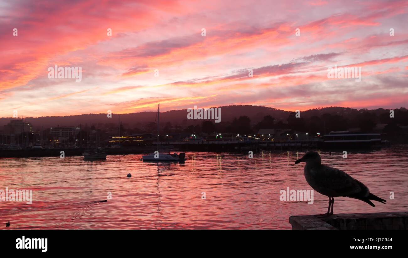 Seagull bird on pier, harbor port, seaport, dock or old fishermans ...