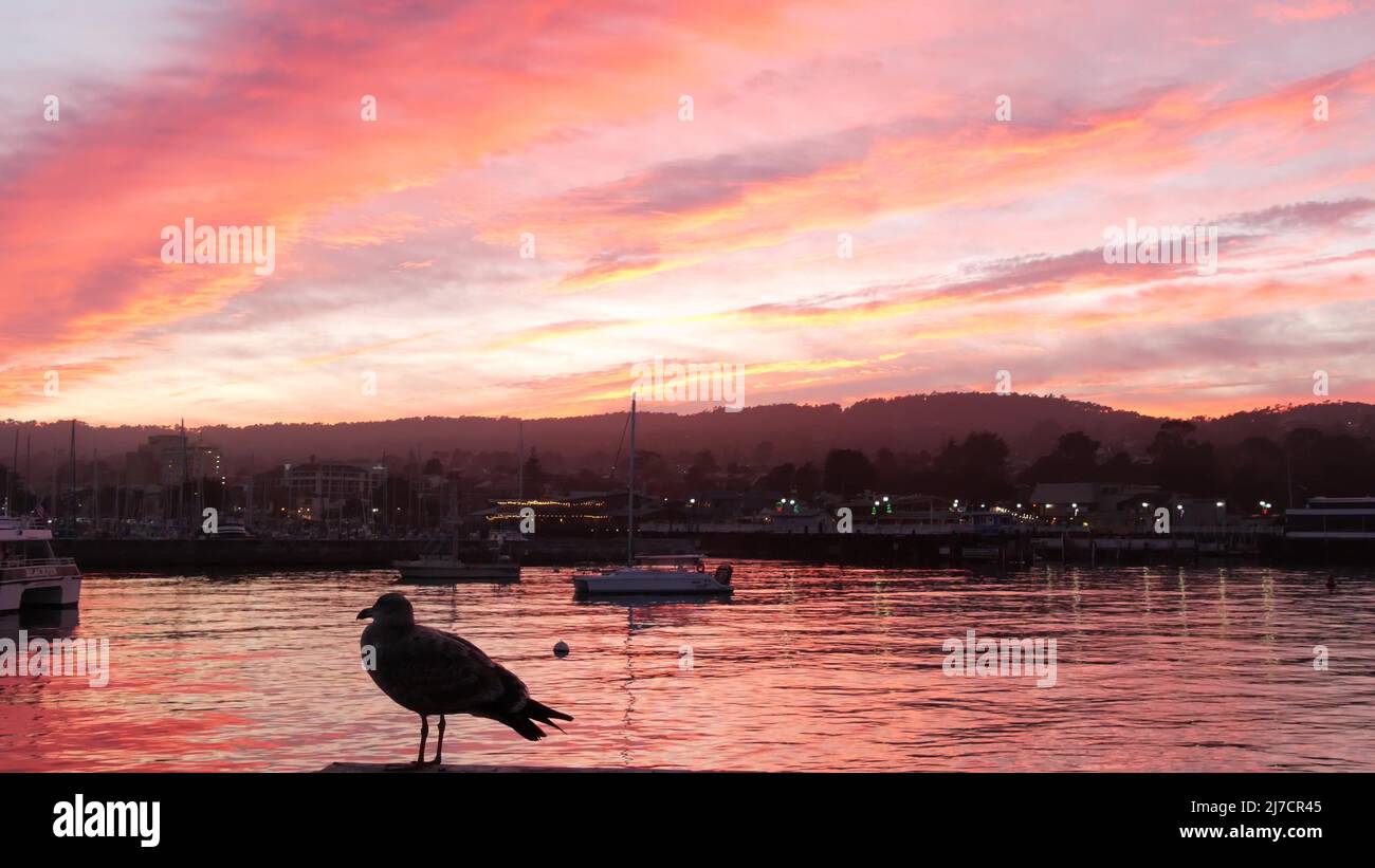 Seagull bird on pier, harbor port, seaport, dock or old fishermans ...