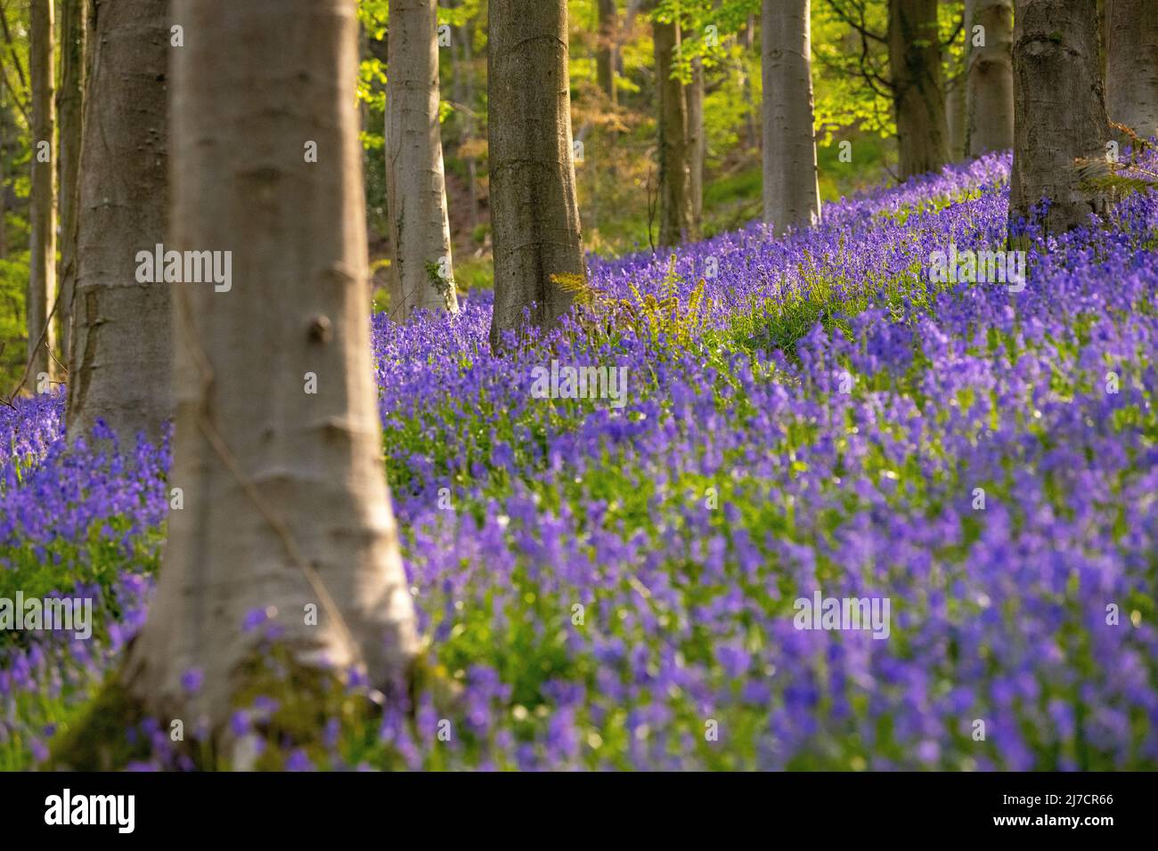 Bluebells in woodland near Newport in South Wales Stock Photo - Alamy