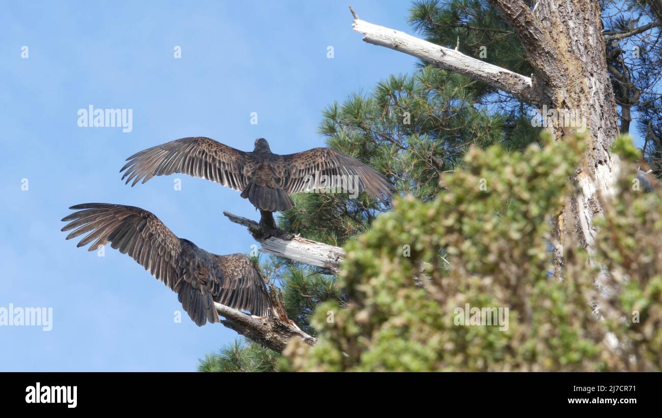 Turkey vulture on tree, scavenger carnivorous buzzard waiting hunting ...