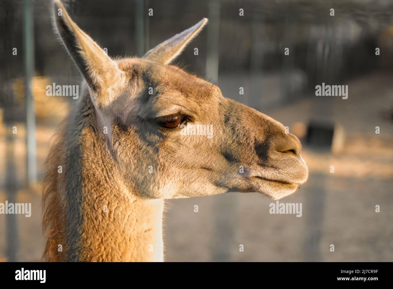 One adult lama alpaca stands and looks into the distance Stock Photo ...
