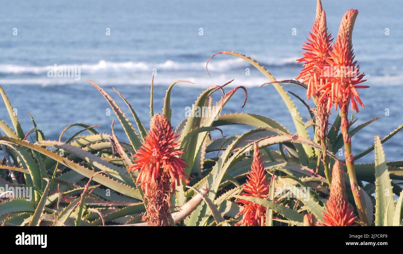 Red aloe flower blossom, succulent plant bloom or inflorescence on ...