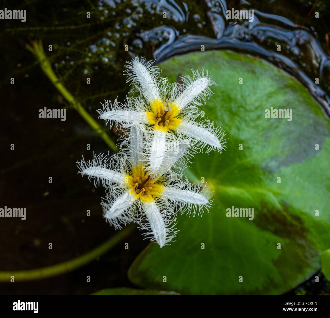 Blossom of Humboldts water fringe (Nymphoides humboldtiana) in a pond ...