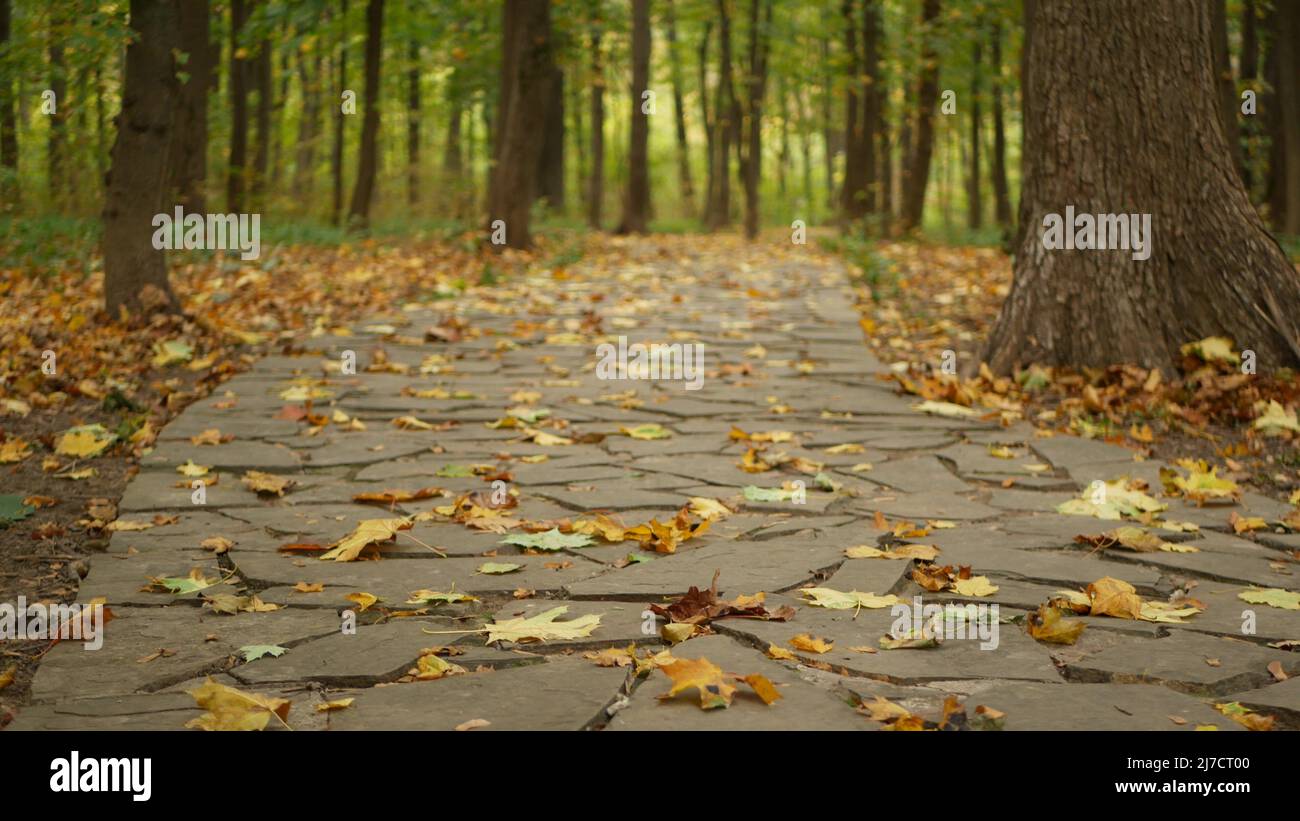 Yellow dry fall leaves, walkway path in forest. Pathway in autumn maple ...