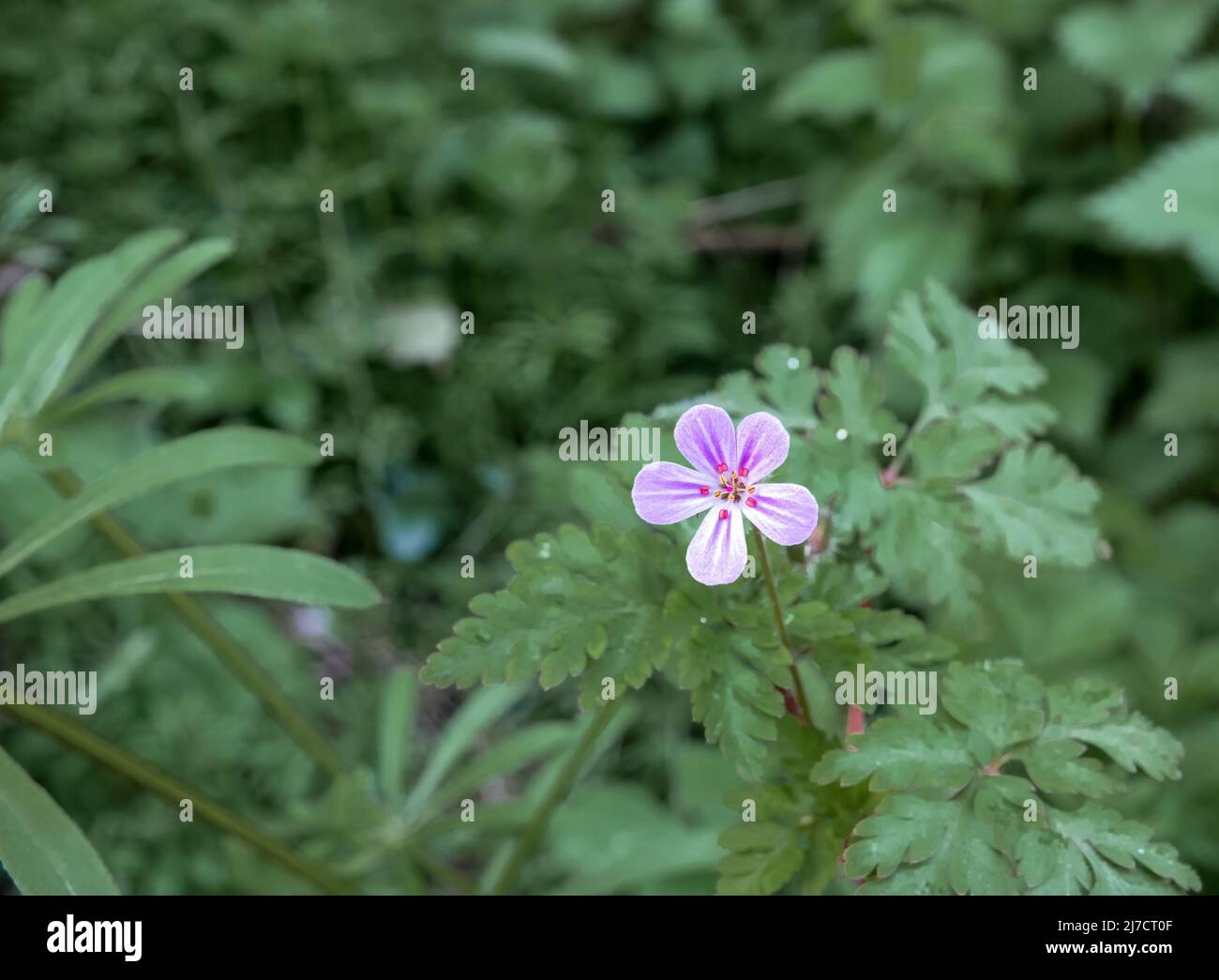 beautiful pink flower of the Geranium purpureum growing wild on the ...