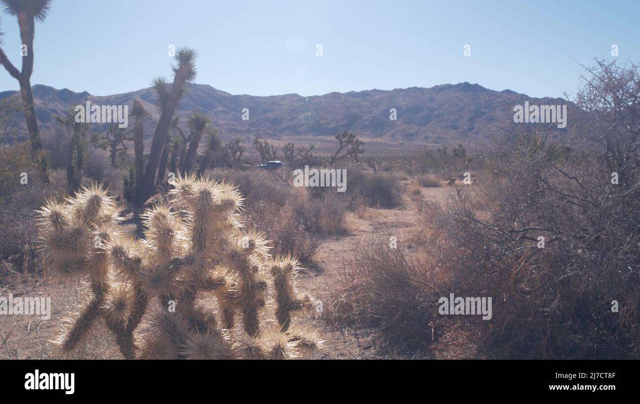 Desert flora, Joshua tree national park, California USA. Wild west and ...