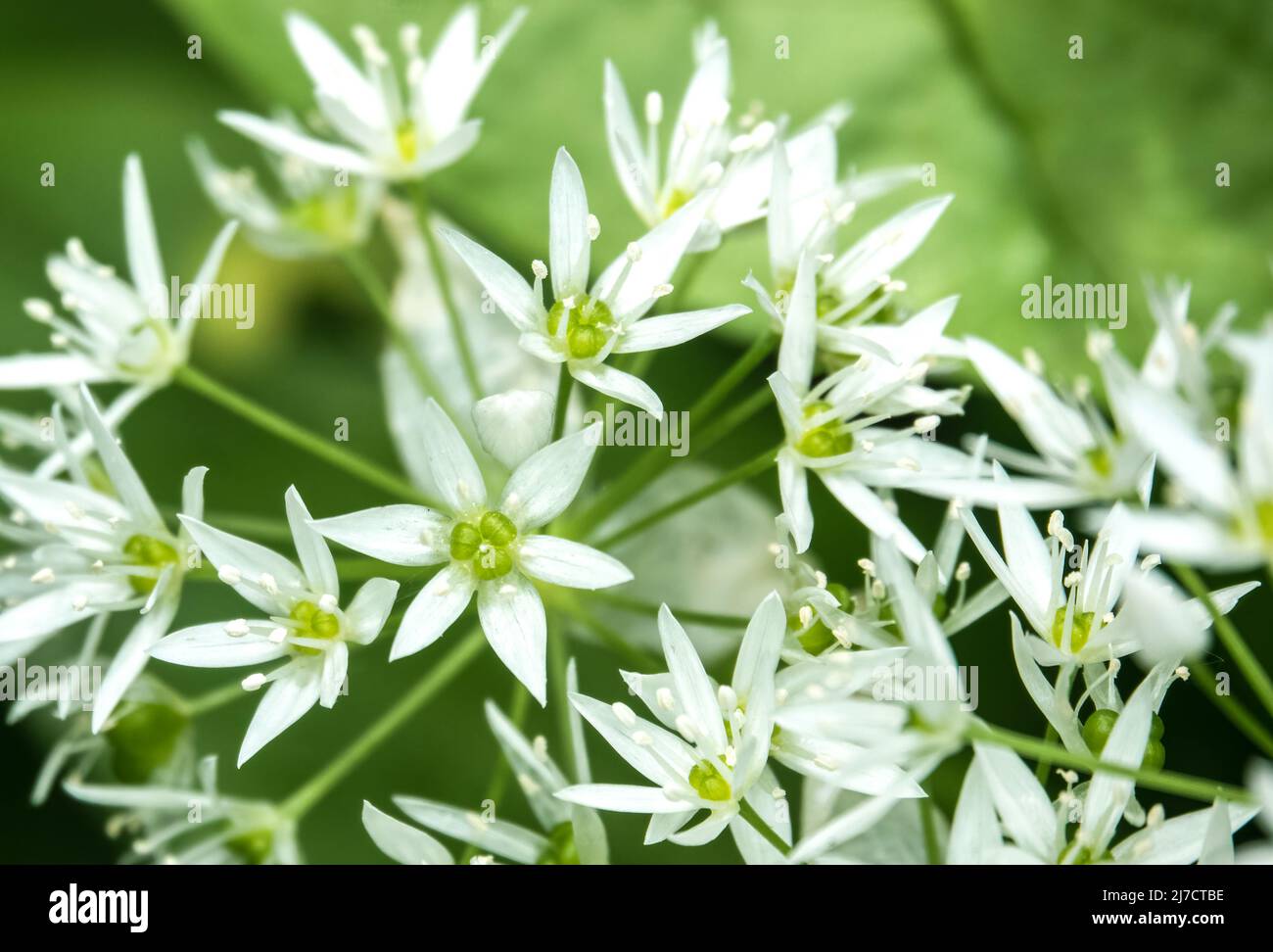 close up of wild white Milky Star flowers (Ornithogalum umbellatum) in ...