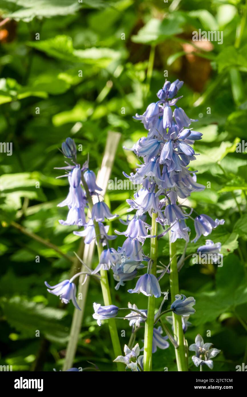 English spring time hi-res stock photography and images - Alamy