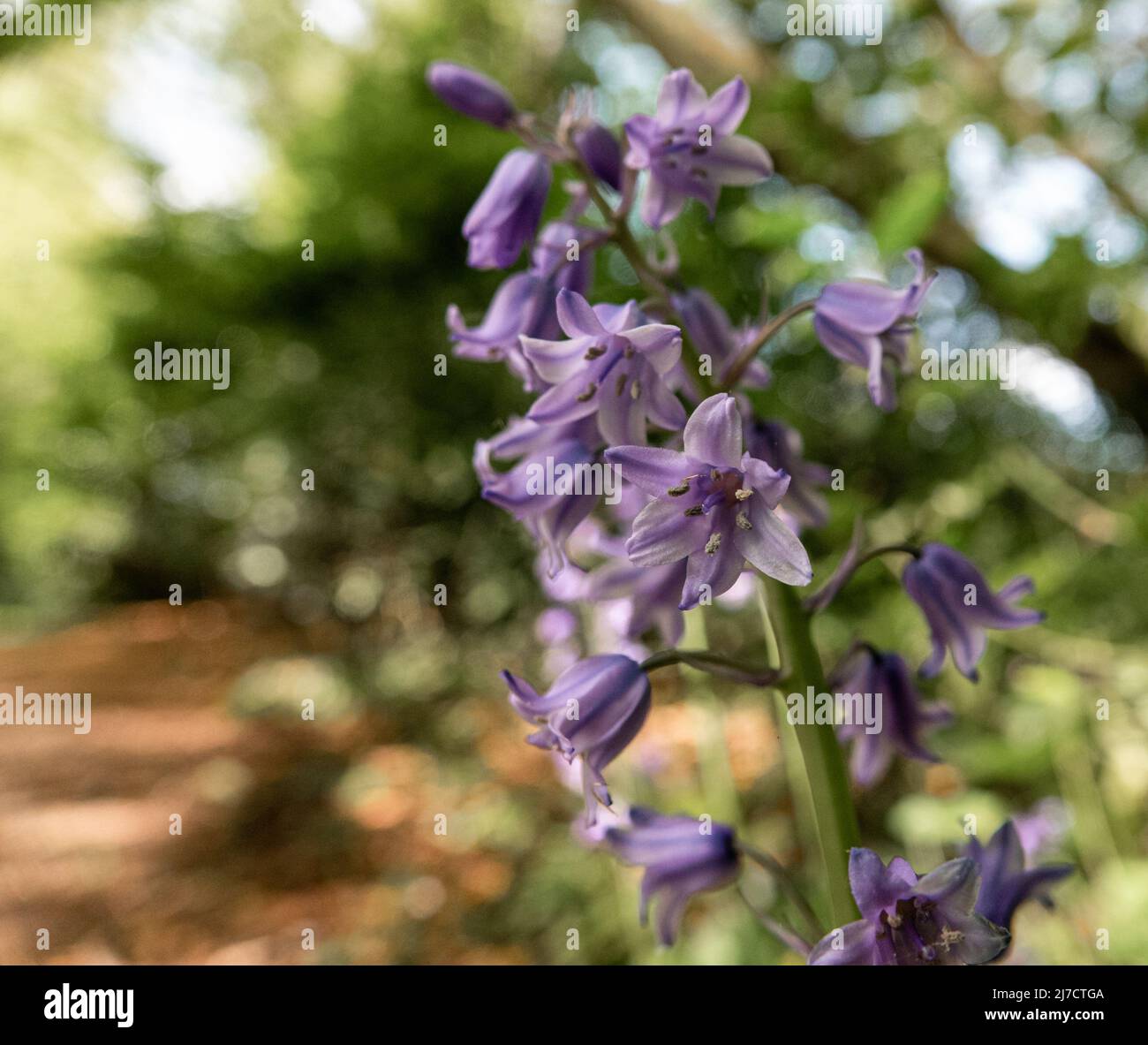English spring time hi-res stock photography and images - Alamy