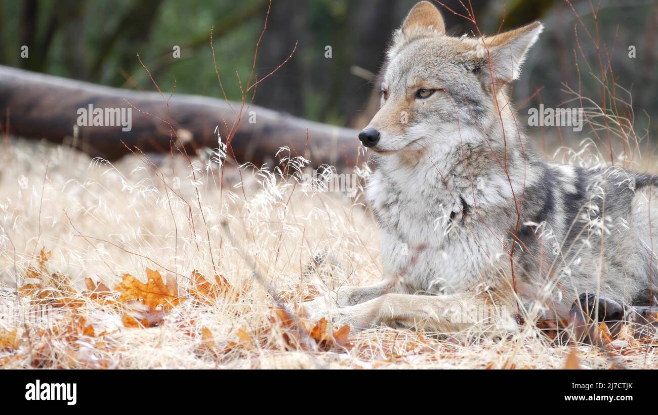 Coywolf Hybrid