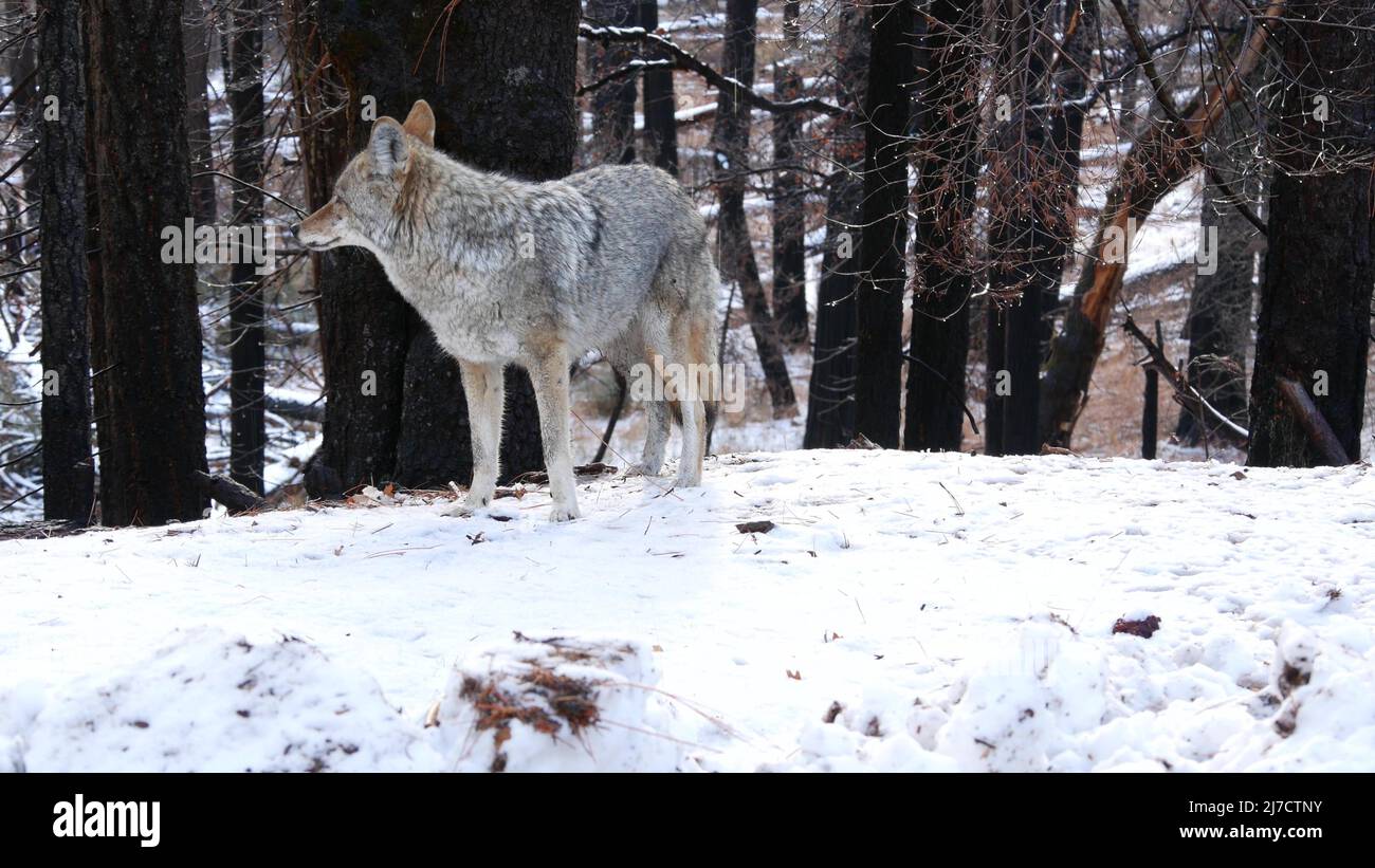Wild furry wolf, gray coyote or grey coywolf, winter snowy forest ...