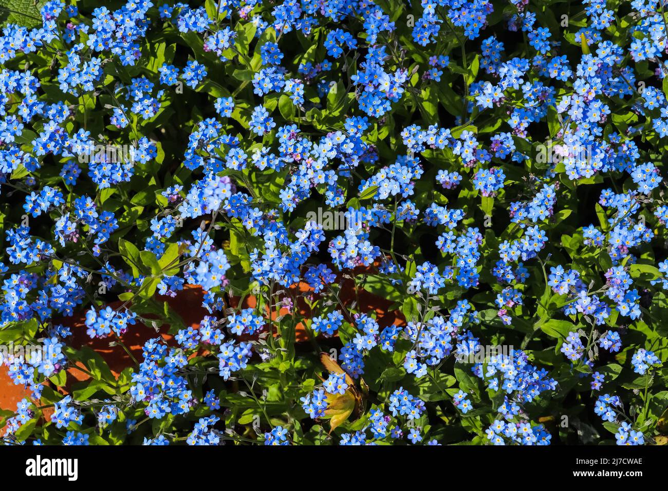 Close up on beautiful purple forget me not flowers moving slowly in the ...