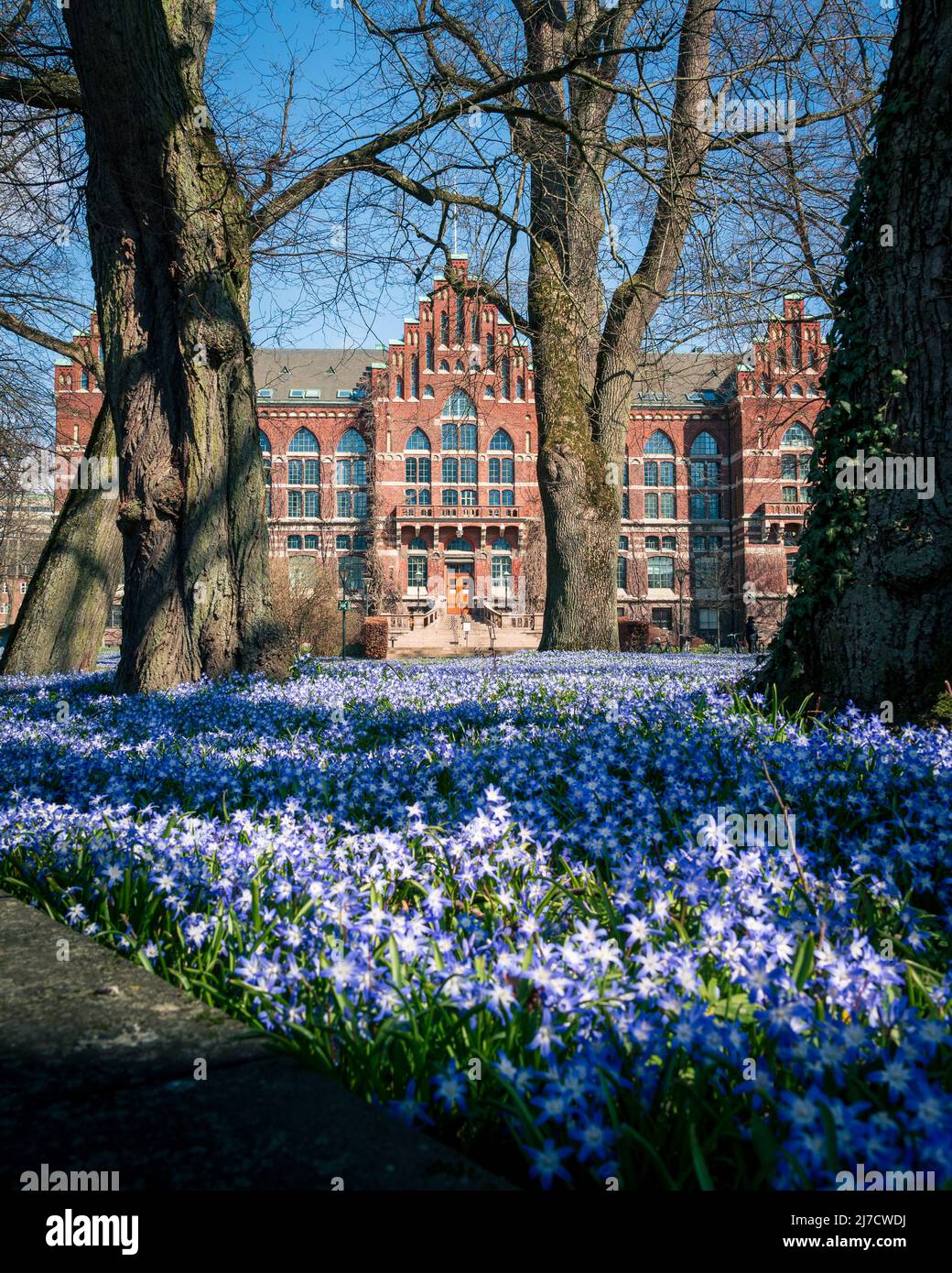 Lund university library in front of a bed of blue spring flowers Stock ...