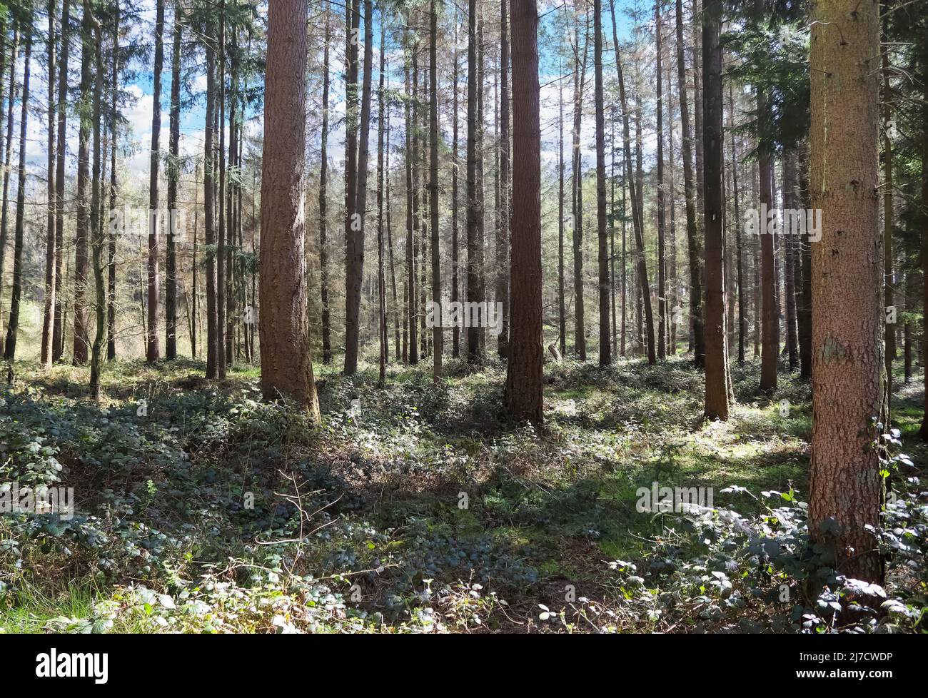 A clearing in a coniferous forest with a body of water in the swamp ...