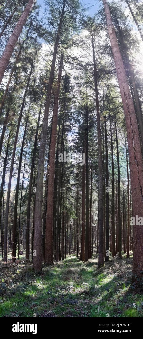 A clearing in a coniferous forest with a body of water in the swamp ...