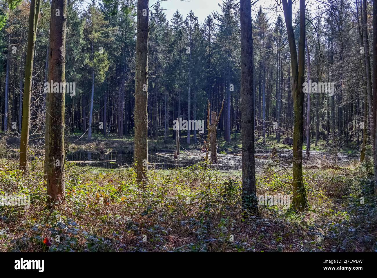 A clearing in a coniferous forest with a body of water in the swamp ...
