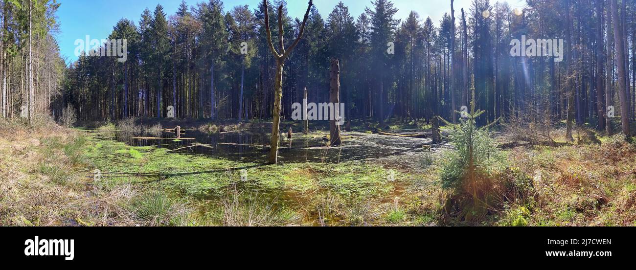 A clearing in a coniferous forest with a body of water in the swamp ...