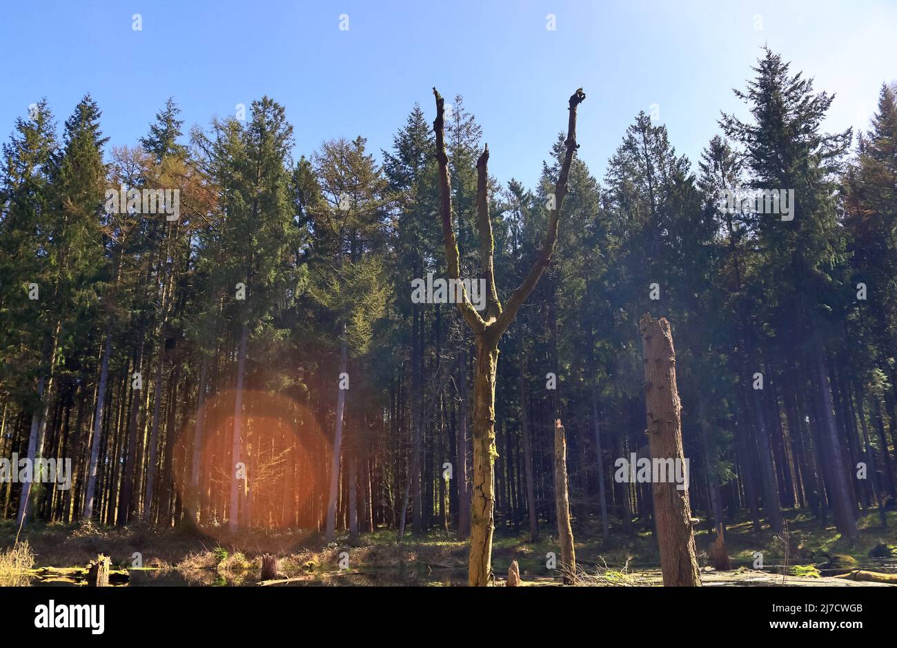 A clearing in a coniferous forest with a body of water in the swamp ...