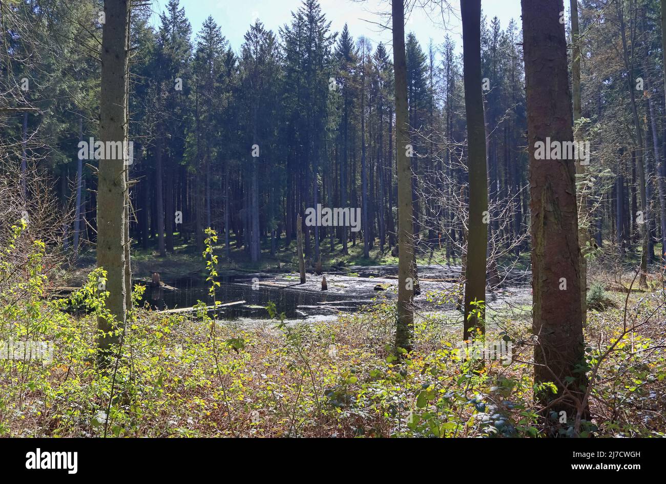A clearing in a coniferous forest with a body of water in the swamp ...