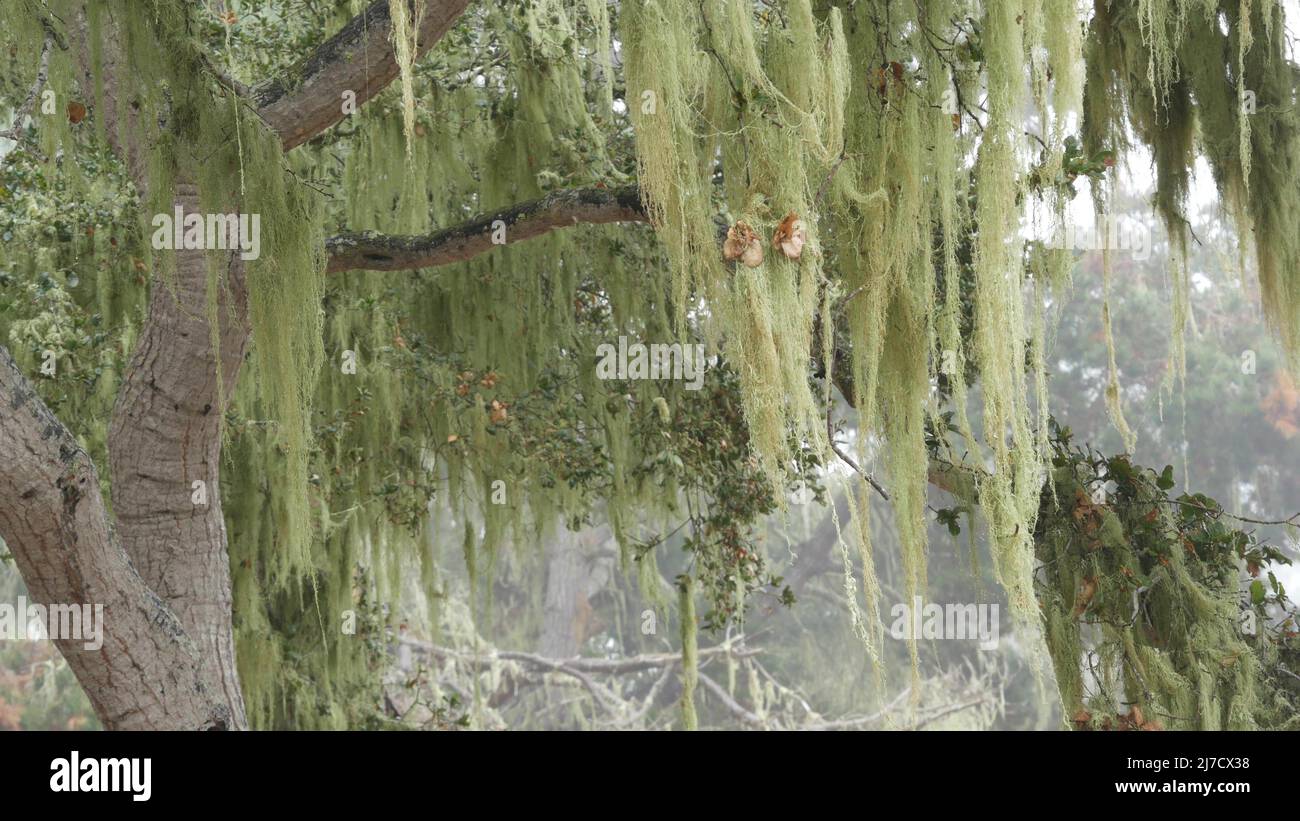 Lace lichen moss hanging, tree branches in foggy misty forest. Surreal ...