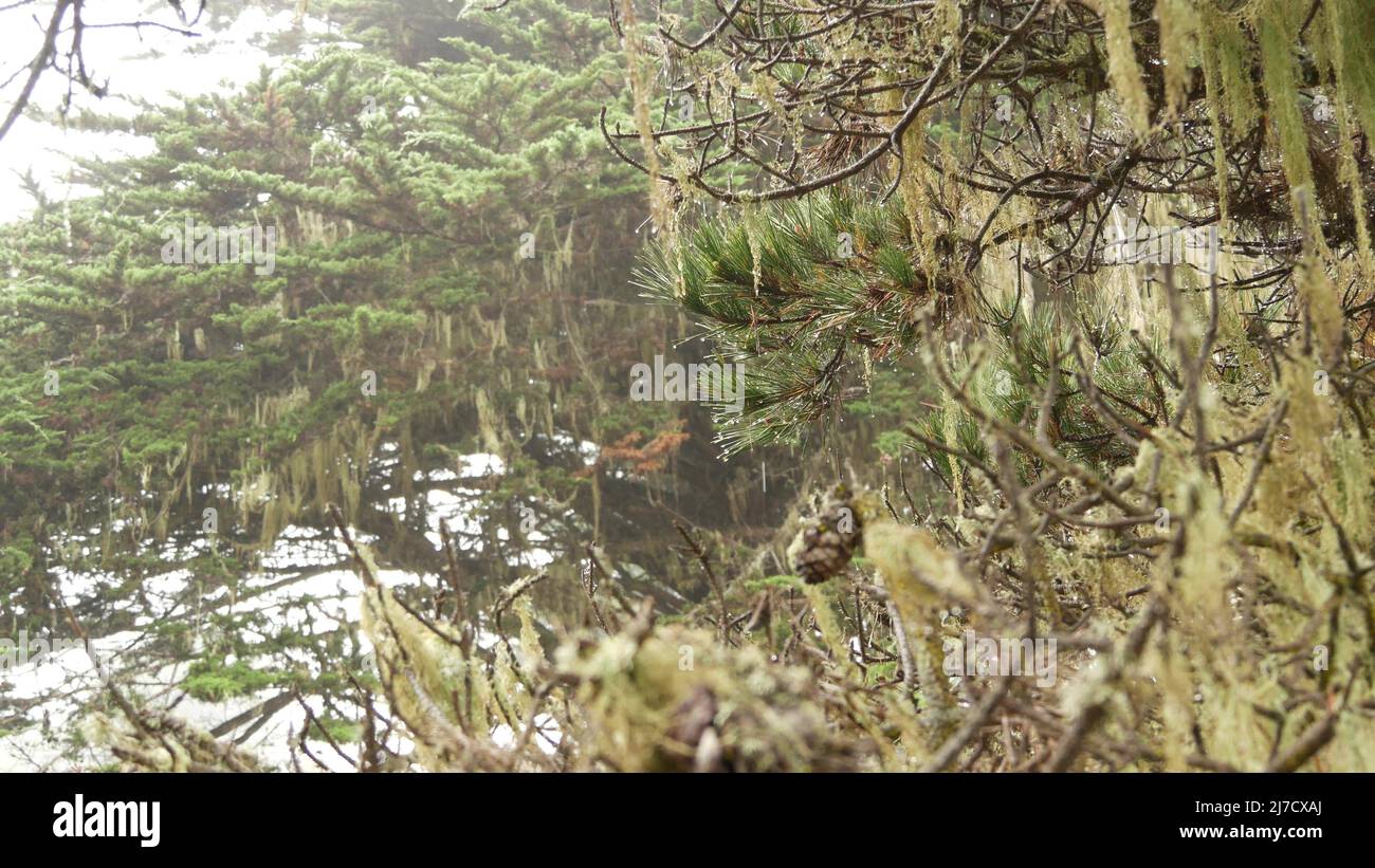 Lace lichen moss hanging, tree branches in foggy misty forest. Surreal ...