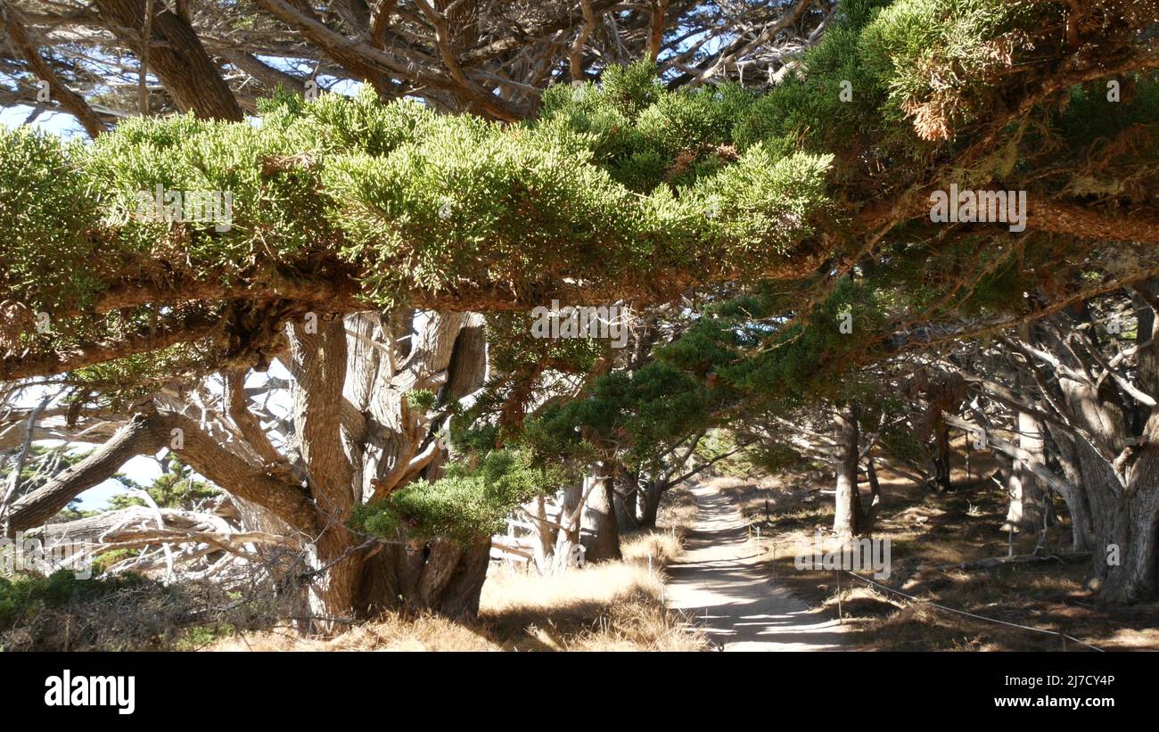Cypress grove point lobos hi-res stock photography and images - Alamy