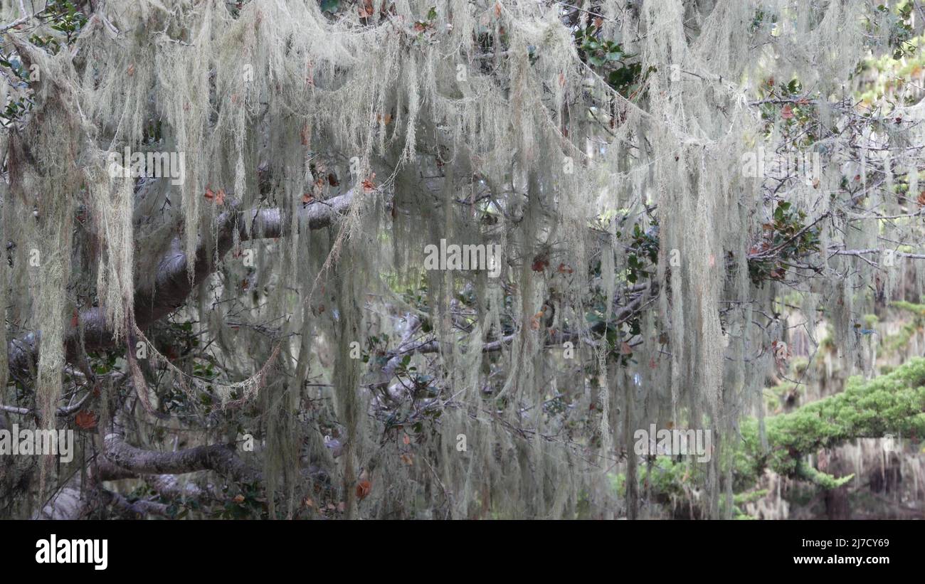 Dense branches overgrown moss in hi-res stock photography and images ...