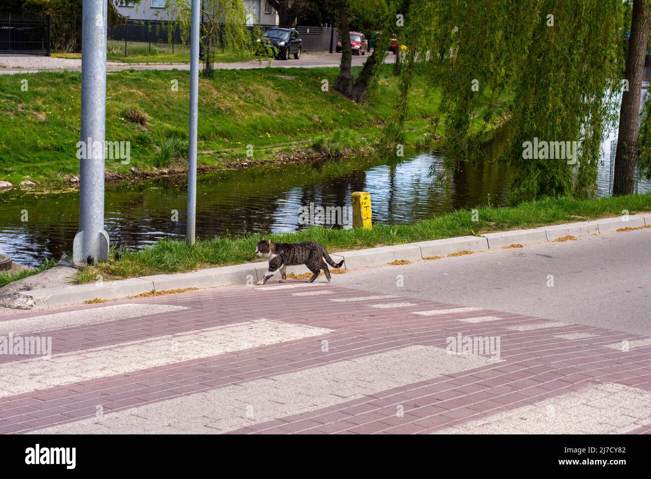 Cat walking down the empty road on a sunny summer day at high noon ...