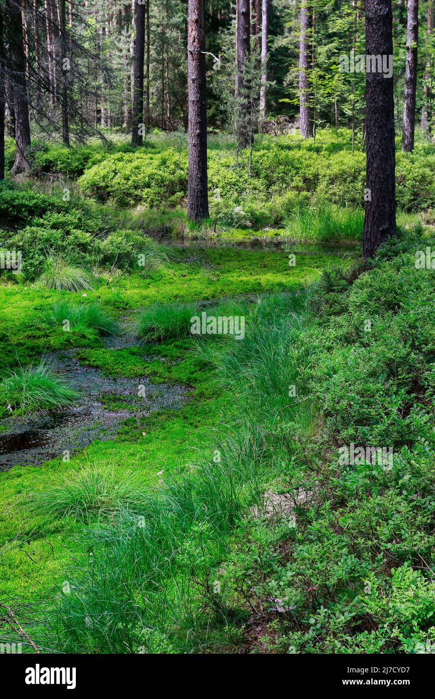Wetland forest with green carpets of moss. Wild nature Stock Photo - Alamy