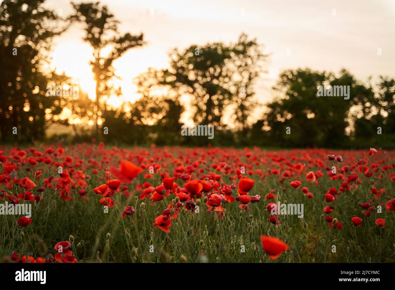 Camera moves between the flowers of red poppies. Poppy as a remembrance ...