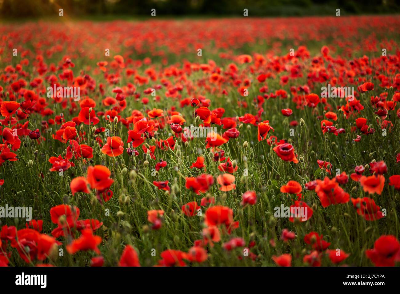 Camera moves between the flowers of red poppies. Poppy as a remembrance ...