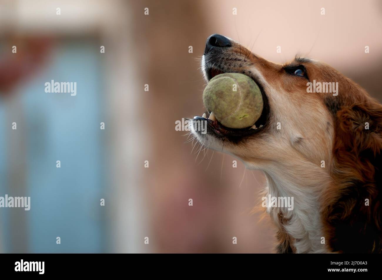 Tennis Ball In Dogs Mouth at Charli Fiaschi blog