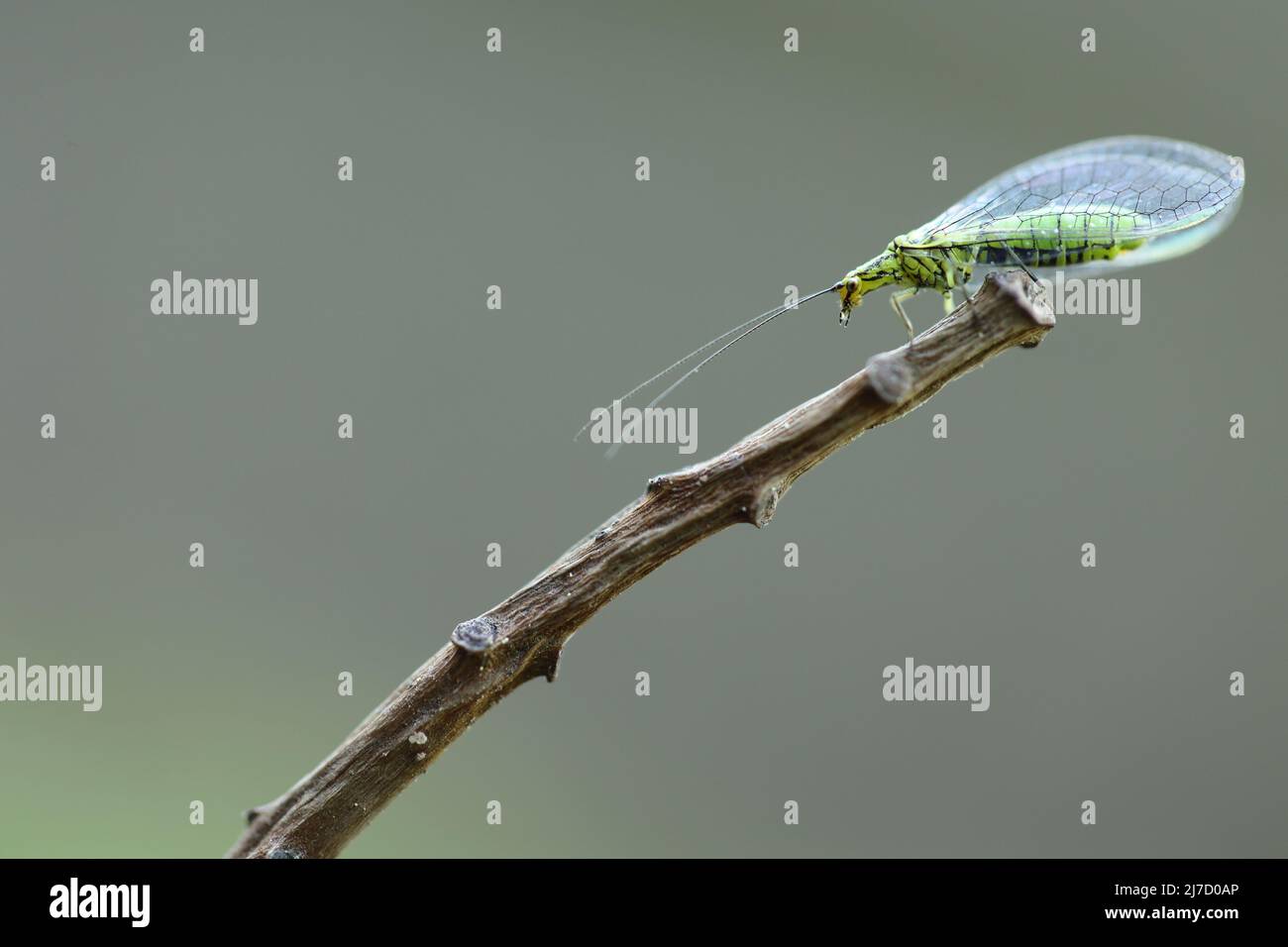 Common green lacewing sitting on a little branch green fly in the ...