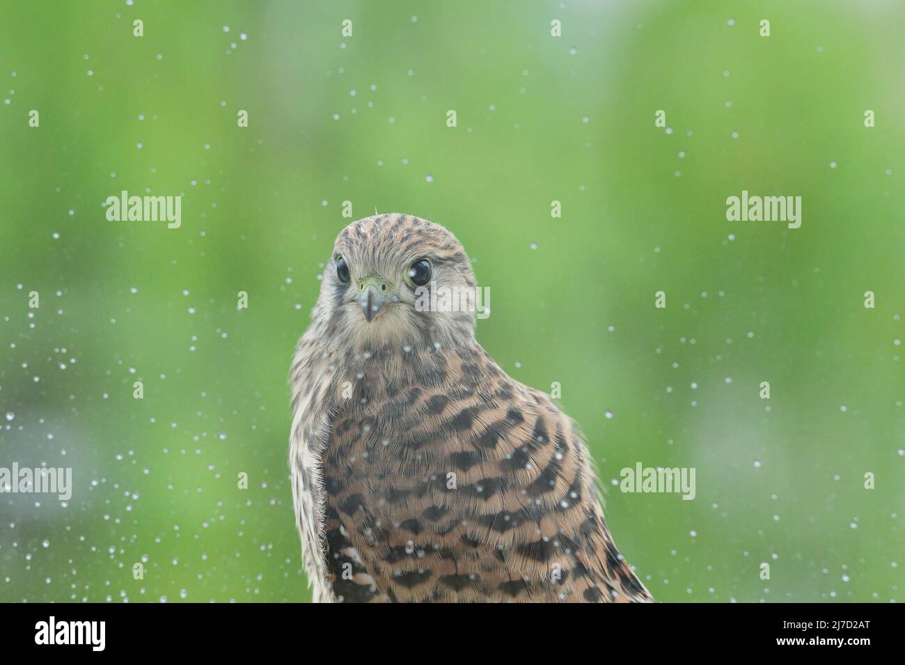 Close up detail head of young common kestrel Stock Photo - Alamy