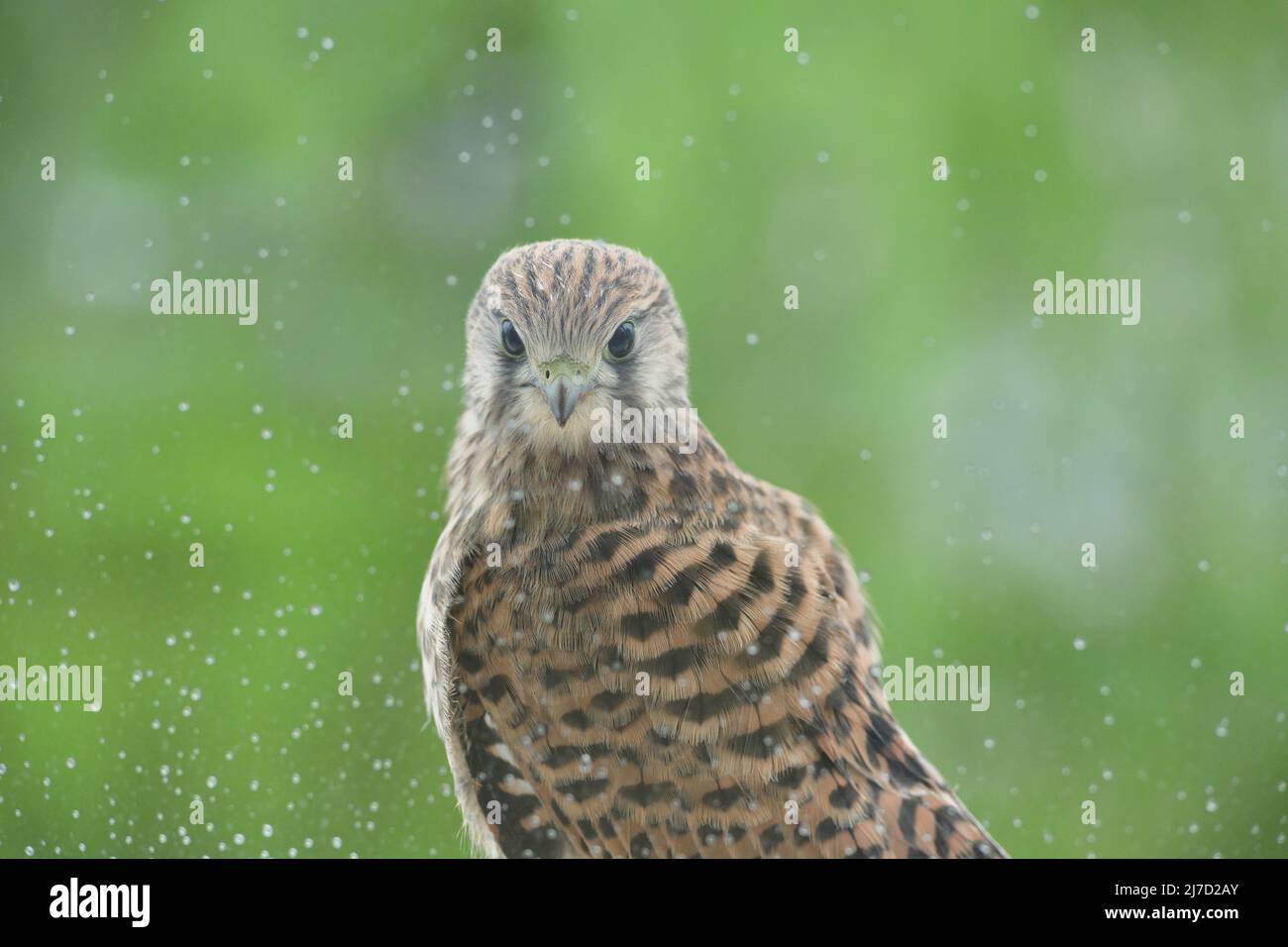 Close up detail head of young common kestrel Stock Photo - Alamy