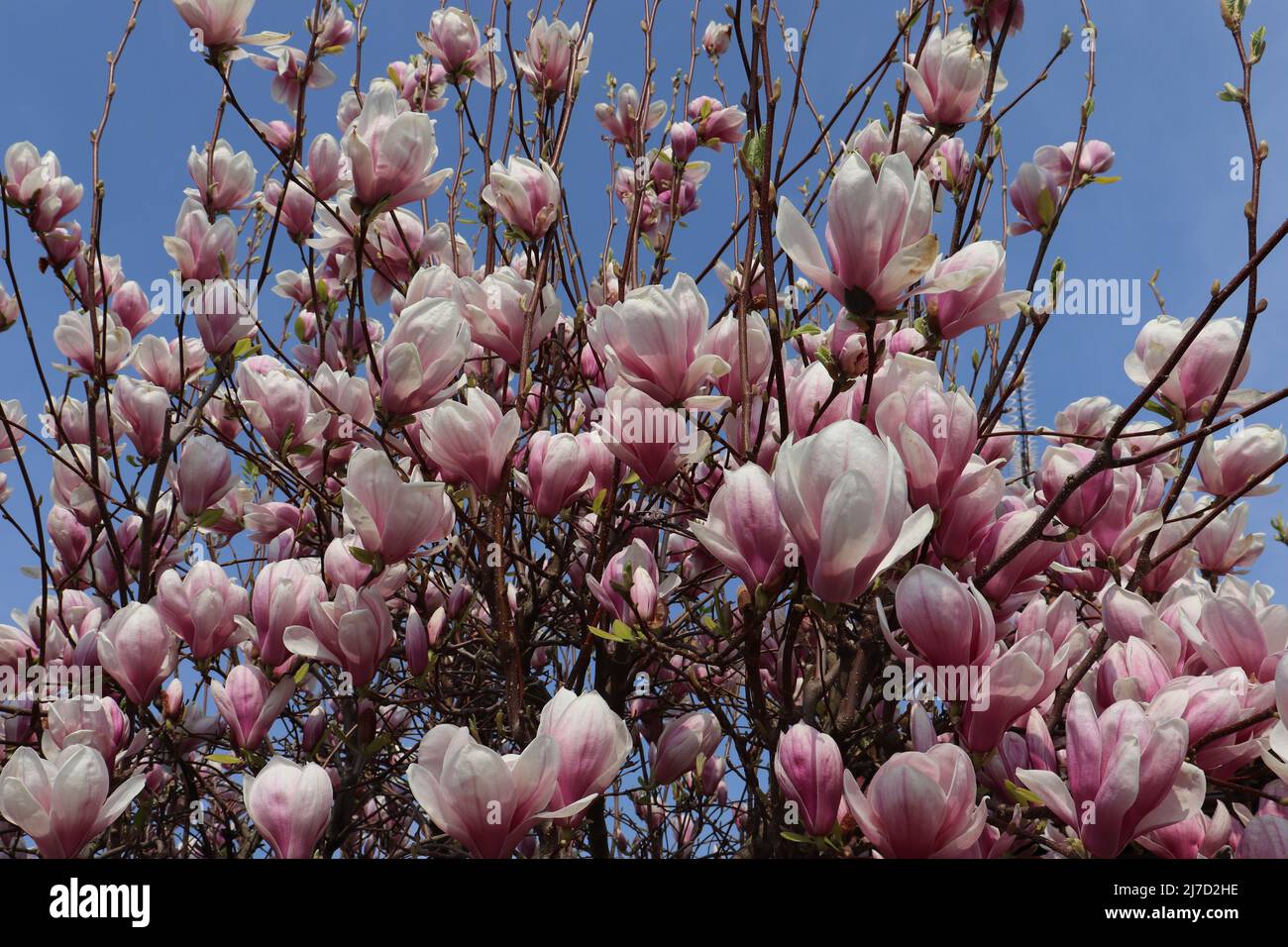 Magnolia tree in full bloom hi-res stock photography and images - Alamy